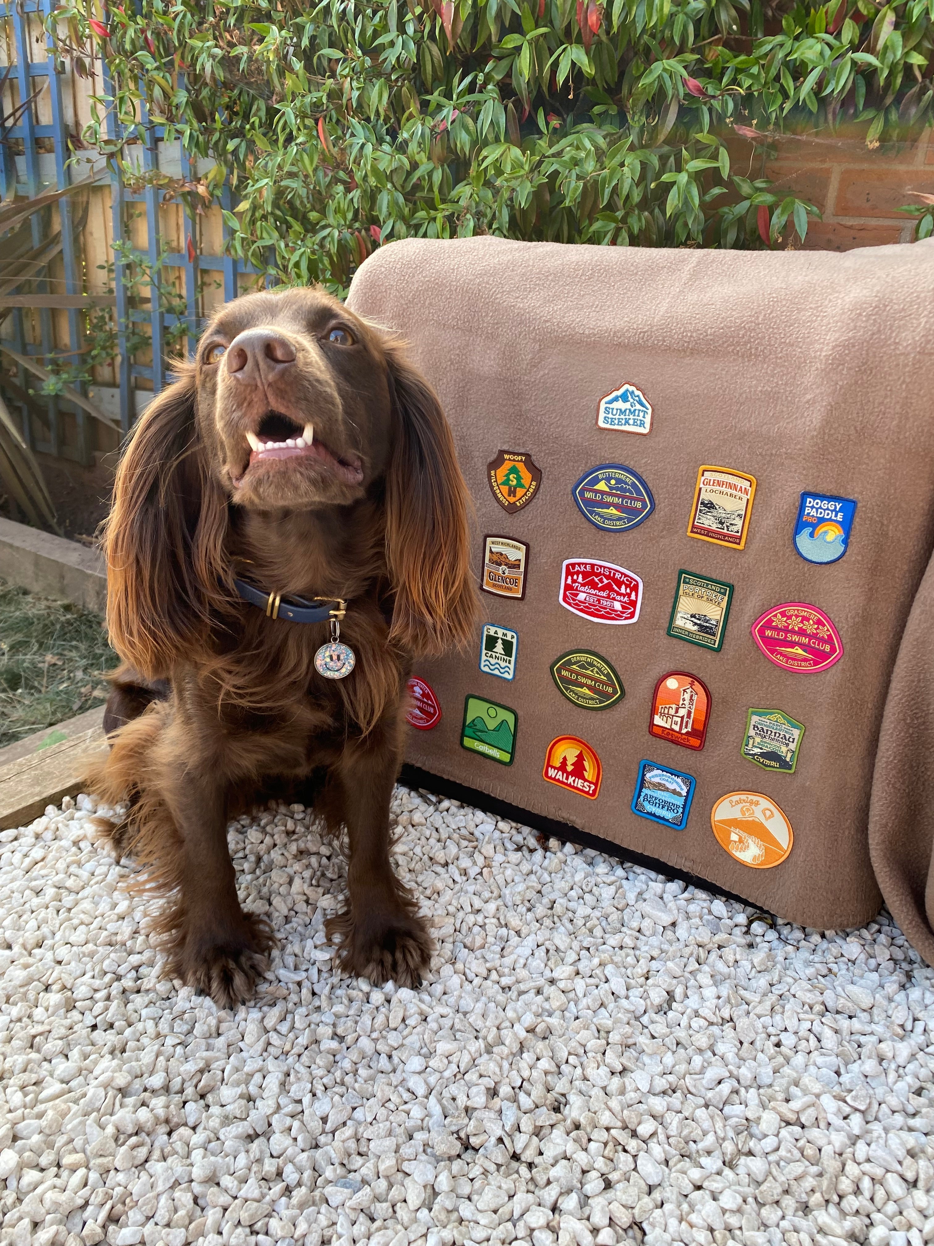 Scout's Honour & Meet Rolo - Our Scout Of The Month