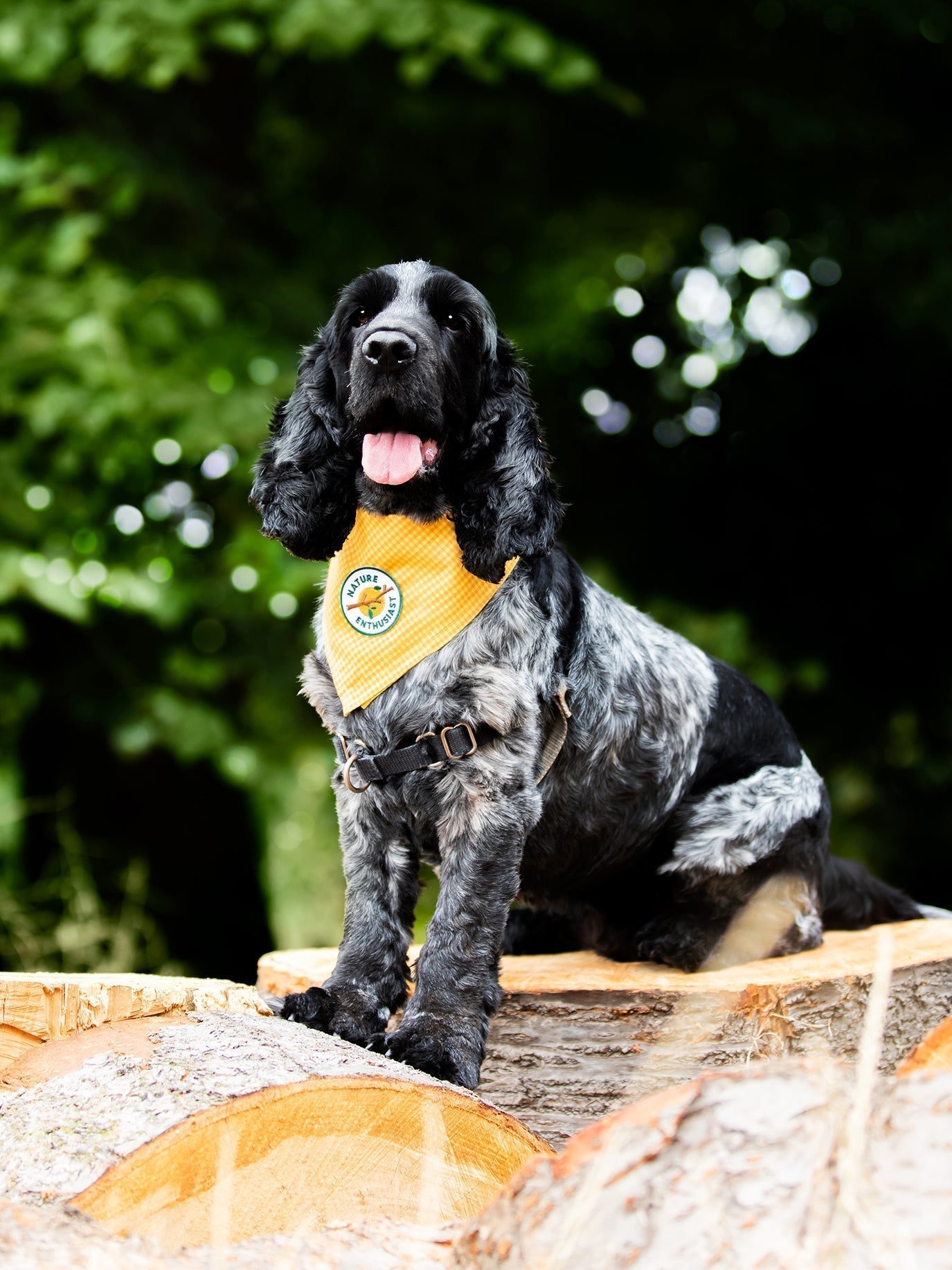 Scout's Honour & Meet Scout - Our Scout of the Month