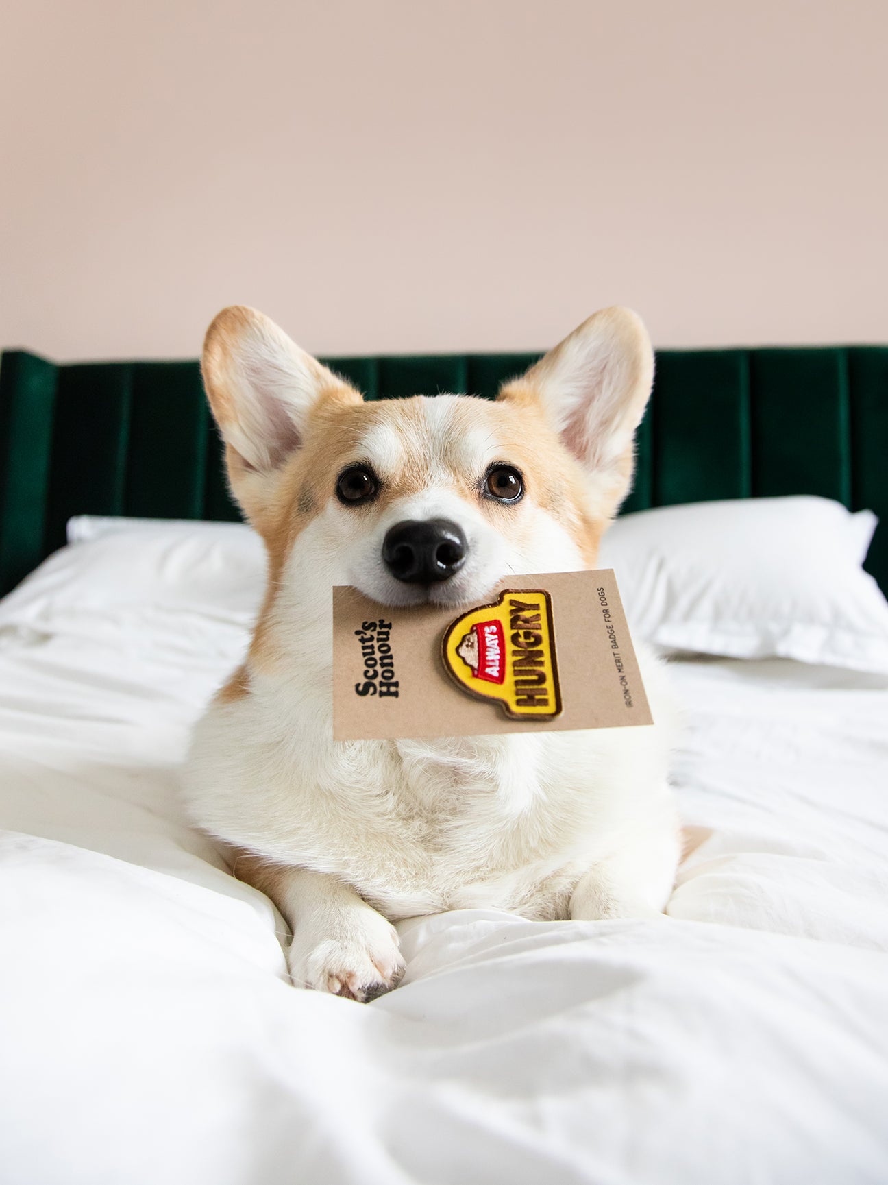 Scout’s Honour merit badges for dogs – Scout's Honour