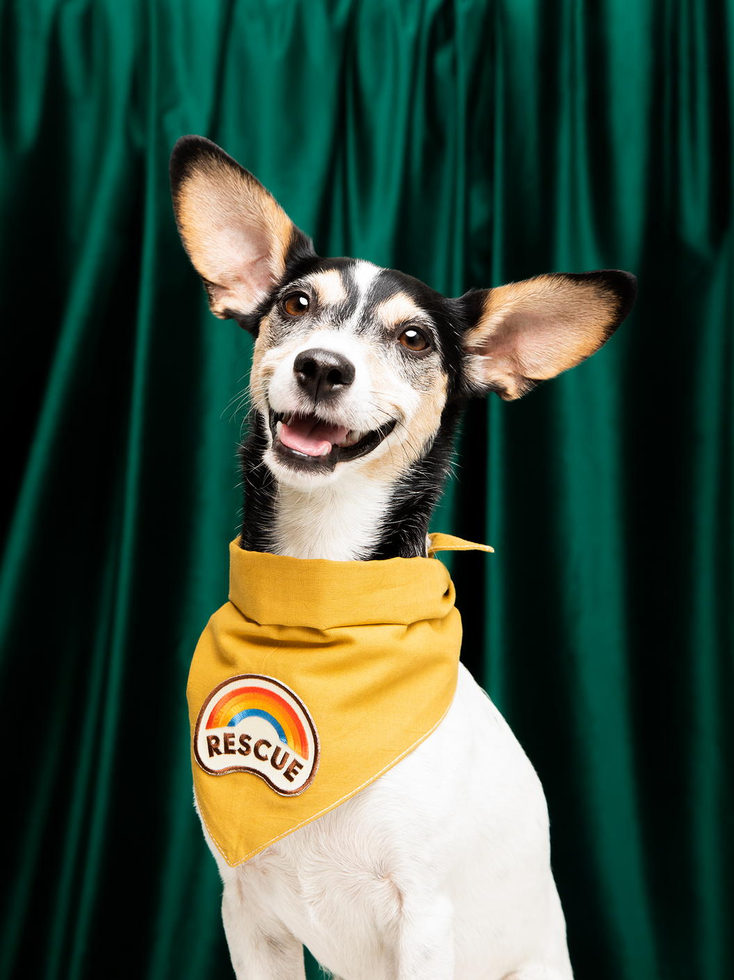 Patches for pets – Scout's Honour