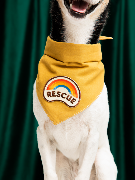 Patches for dogs – Scout's Honour
