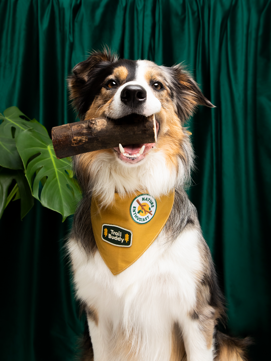 Scout’s Honour Merit badges for dogs – Scout's Honour