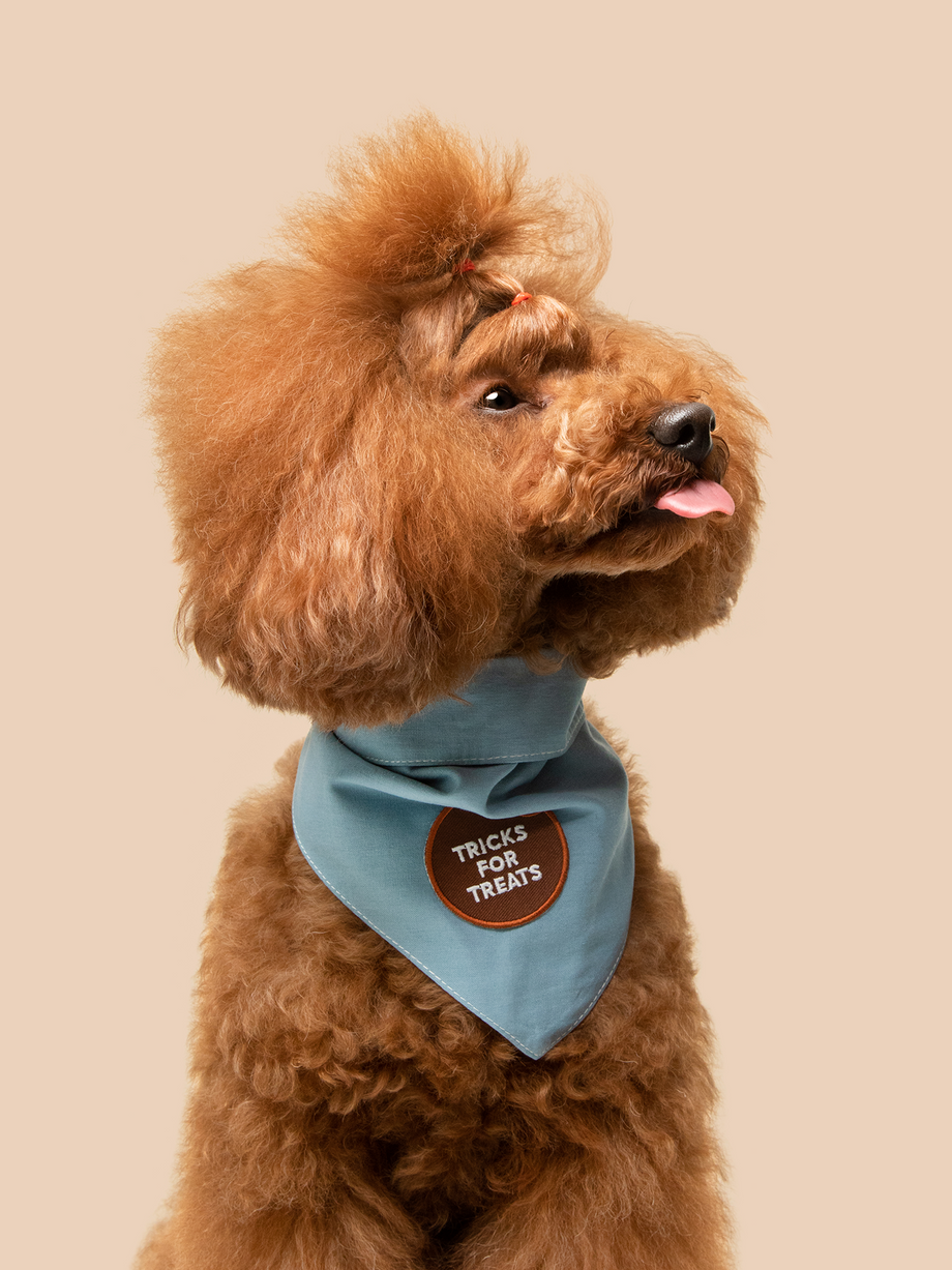 Patches for dogs – Scout's Honour