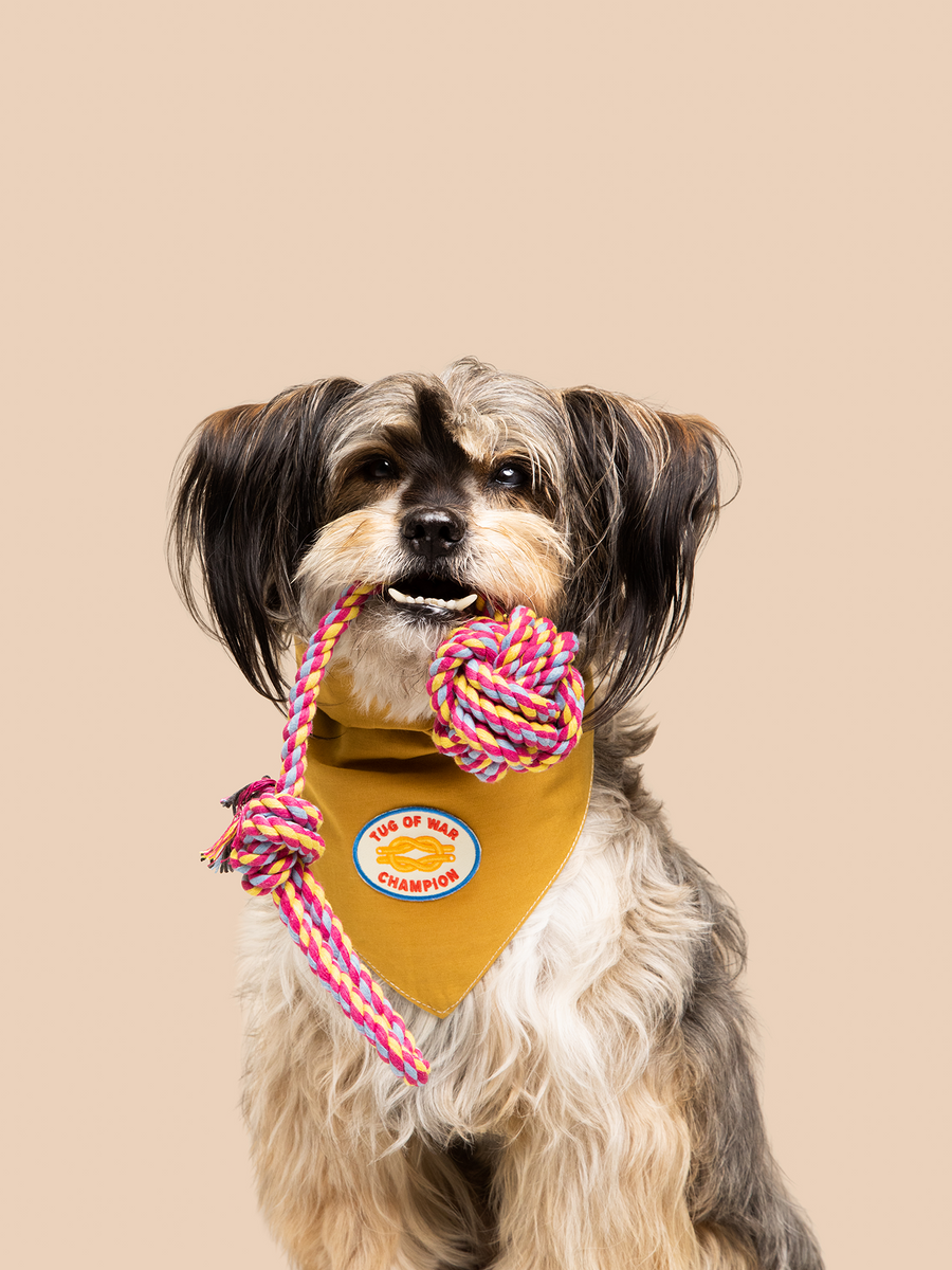 Tug of War Champion iron-on patch for pets – Scout's Honour