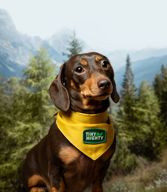 Scout’s Honour Merit badges for dogs – Scout's Honour